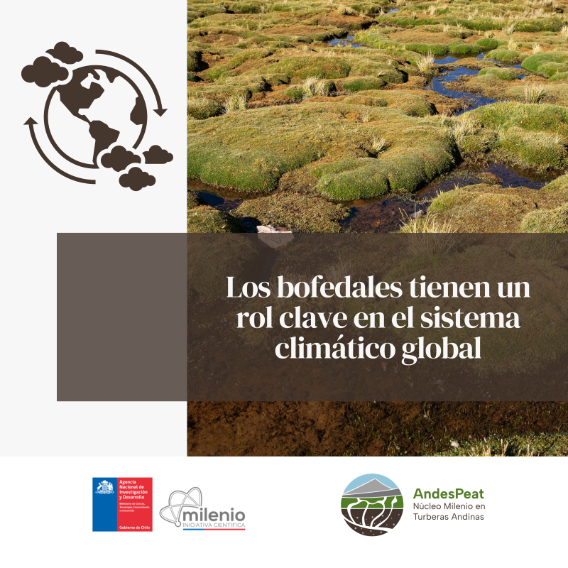 ¿Por qué estudiamos los bofedales andinos? Los oasis del altiplano ...