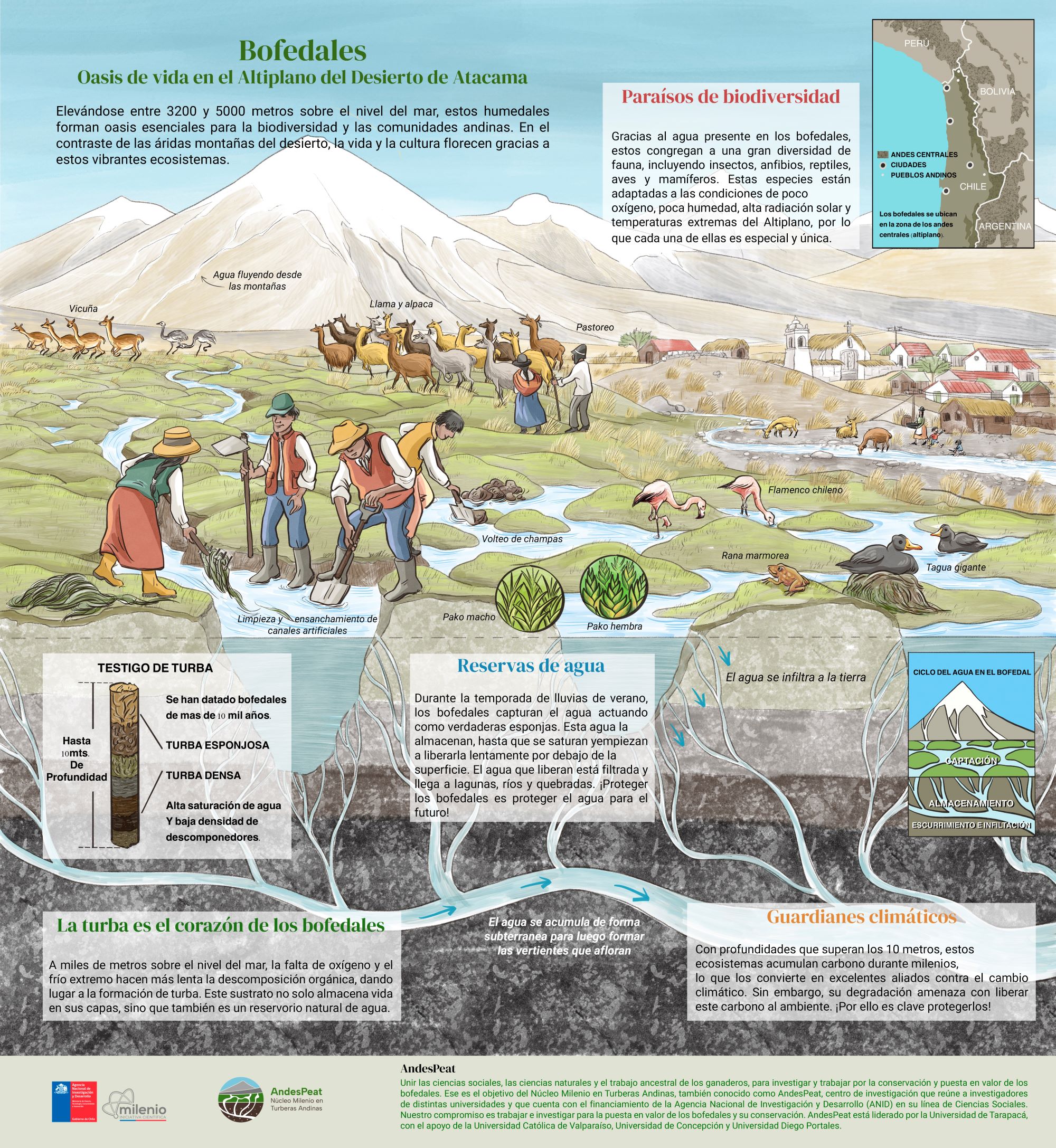 Infografías: Bofedales del Altiplano - Andes Peat