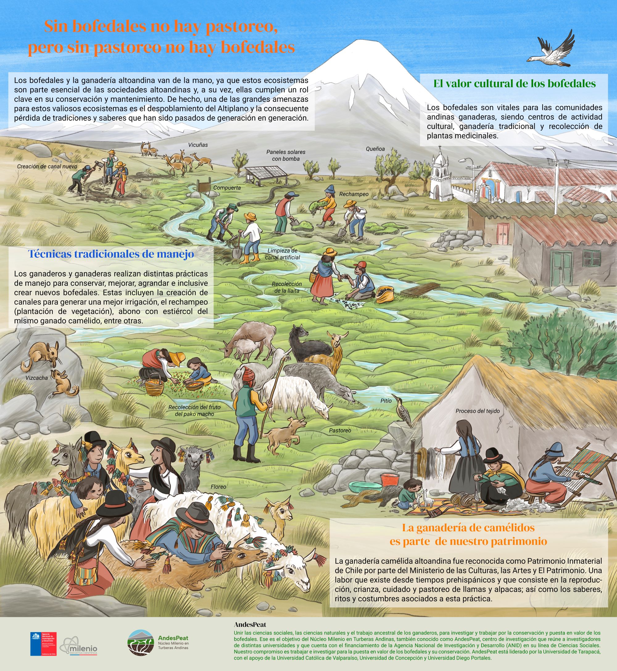 Infografías: Bofedales del Altiplano - Andes Peat