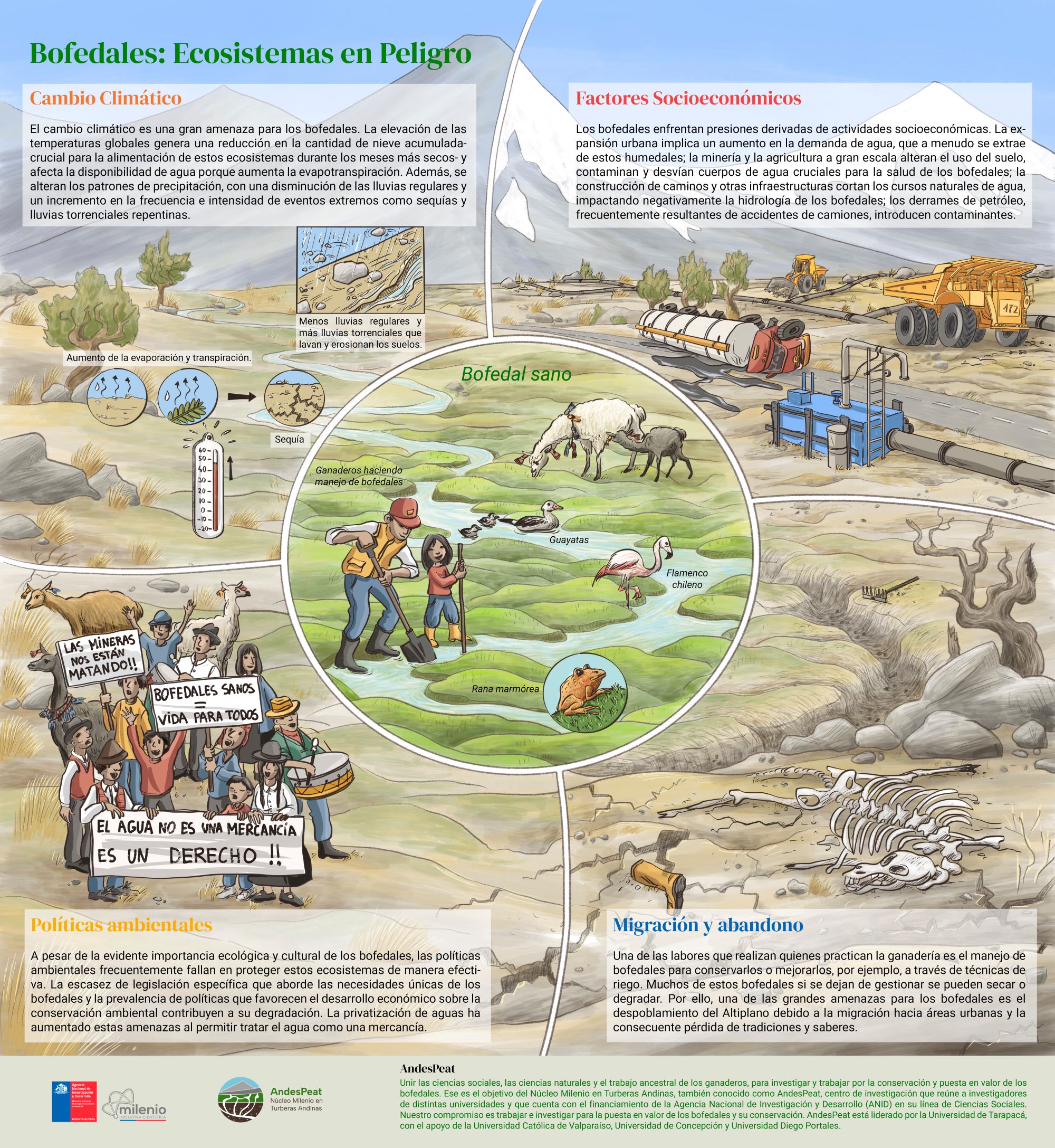 Infografías: Bofedales del Altiplano - Andes Peat